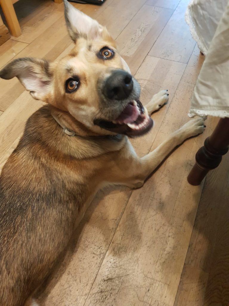 Perros señal: Wanda y Olga, un ejemplo de integración - EDUCAN EDUCAN